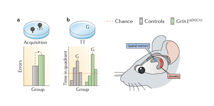 Hippocampal synaptic plasticity, spatial memory and anxiety. Hippocampal synaptic plasticity, spatial memory and anxiety.